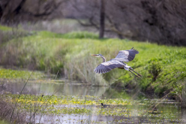 Visit The Merced National Wildlife Refuge | Soldavi RealtyWhen you live ...
